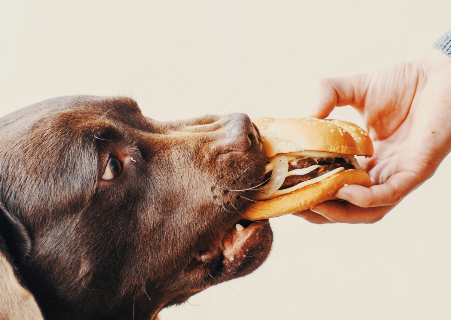 Dog friendly cheeseburger recipe- Burger day celebrations – Doggy Grub