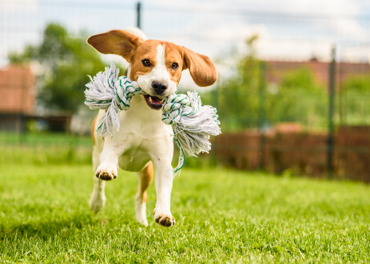 How Much Exercise Does Your Dog Need to Stay Healthy and Happy – Doggy Grub