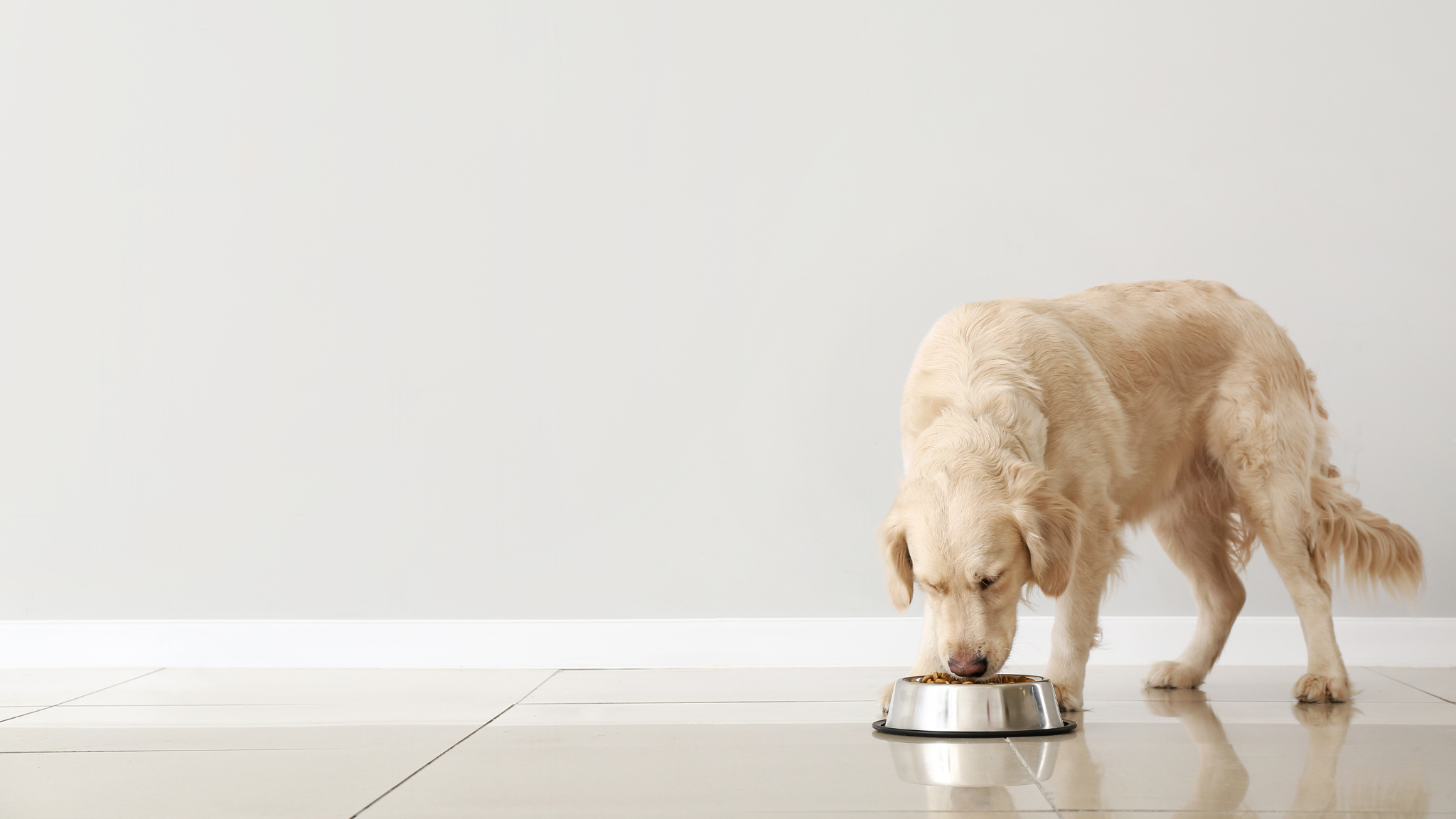 How to Choose the Perfect Food for Your Dog – Doggy Grub