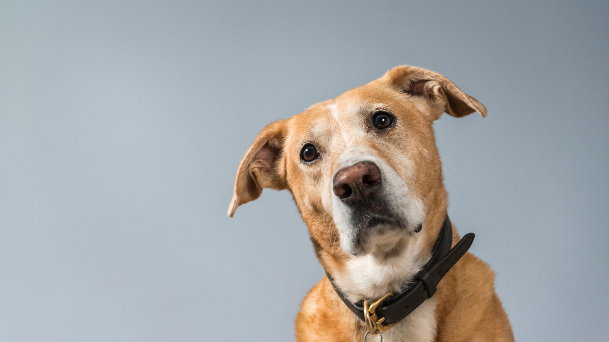 Why Do Dogs Tilt Their Heads? The Fascinating Science of Canine Commun ...