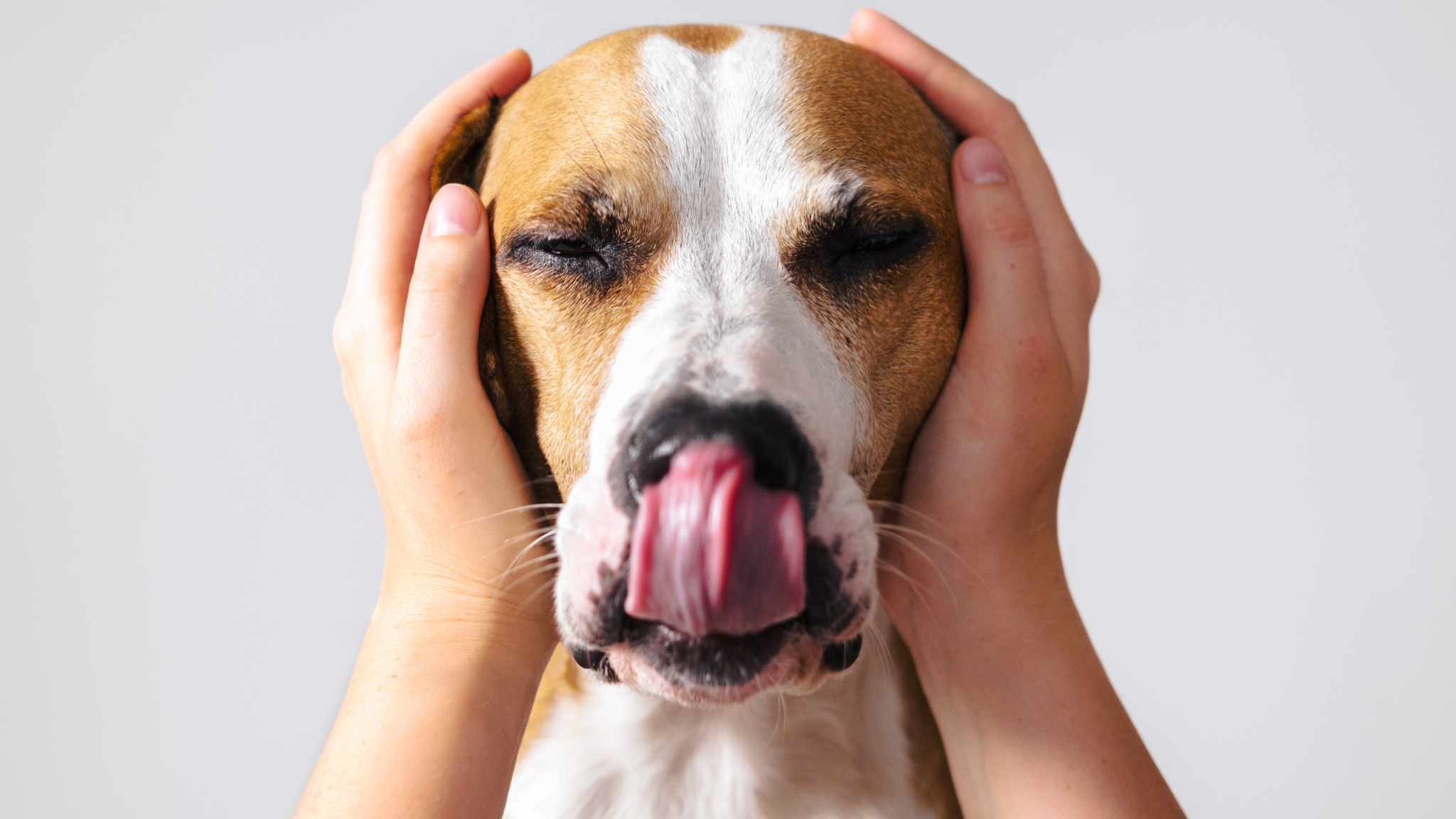 Understanding Dog Anxiety: Causes, Triggers, and Tips to Help – Doggy Grub