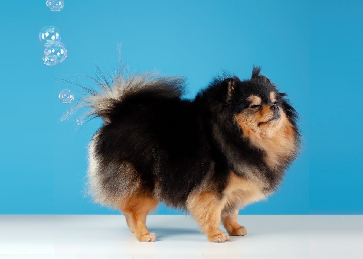 Why is my dog gassy and what can I do? | Dig Up the Latest with Doggy Grub