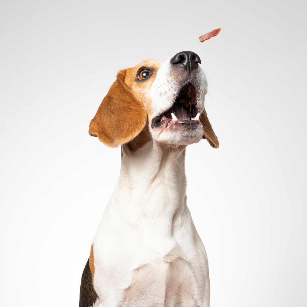 Doggy Grub | Slow-Cooked, Human-Grade Dog Food