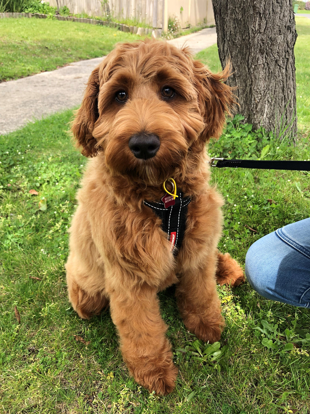Ruby the Labradoodle | Success Story with Doggy Grub