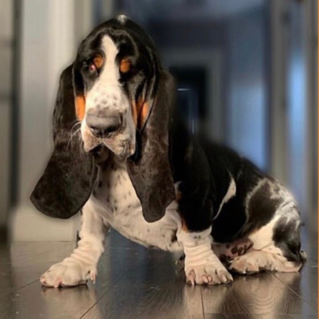 Walter the Hound | Success Story with Doggy Grub