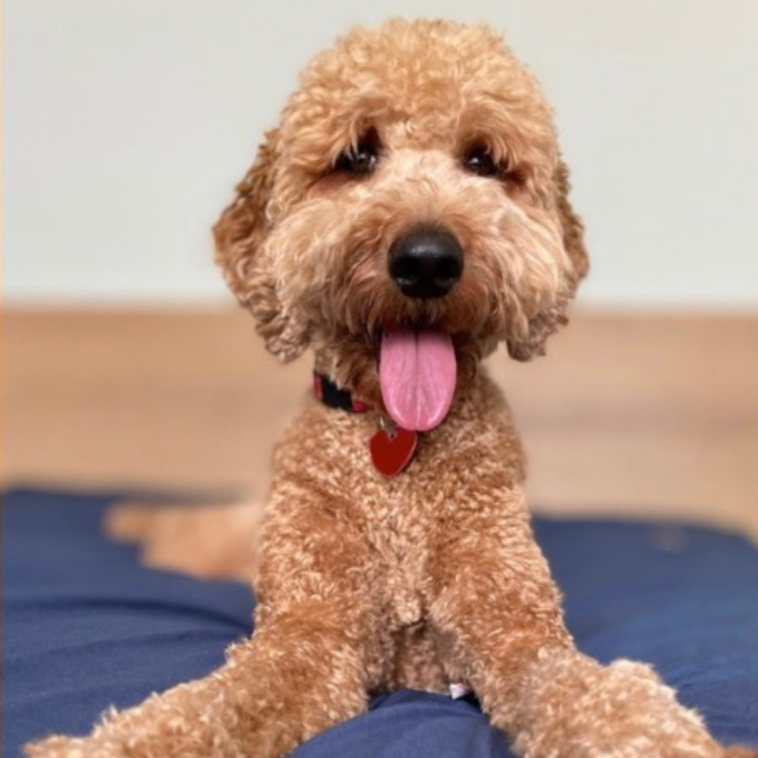 Ruby The Groodle | Sucess Story With Doggy Grub